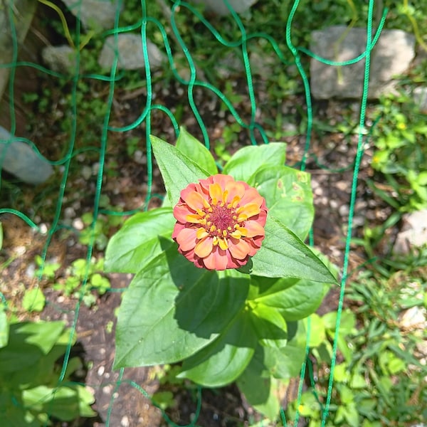 Cream Amandine Ranunculus Corms, 5 Corms, Size 5-6 Cm, Persian ...