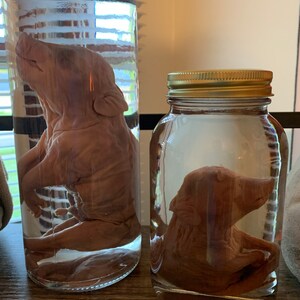 Preserved Unborn Piglet in Jar. Wet Specimen - Etsy
