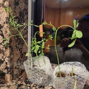 Moringa Oleifera Seeds Drumstick Seeds Malunggay Seeds Miracle Tree ...