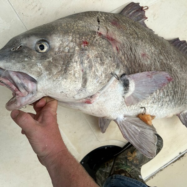 Cannonball Red/black Drum Fishing Rigs 100LB Mono Snelled 6/0 Circle ...