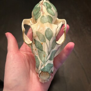 Sunflower Fox Skull Real Fox Skull Taxidermy - Etsy
