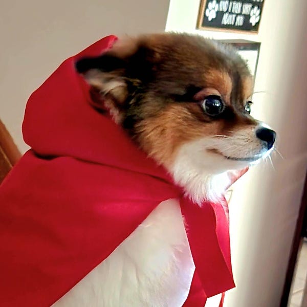 Little Red Riding Hood Costume for Dogs, Cats and Pets - Etsy