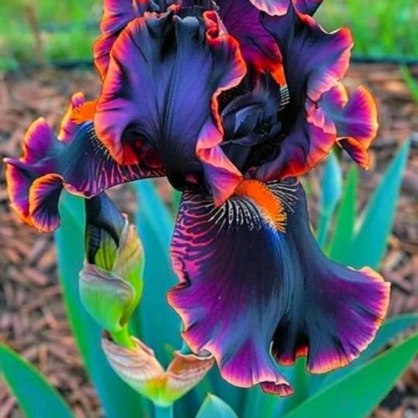 50 Burning Embers Lily Seeds Flower Plant (much Less Money Than Bulbs ...