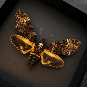 Rare Regal Swallowtail butterfly framed Papilio rex | Etsy