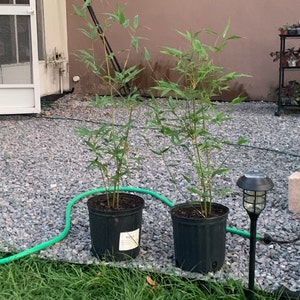 Bambusa lady Finger Clumping, Non-invasive Bamboo Plant Large 1 Gallon ...