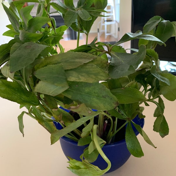 True Love Lenten Rose Rare Flowering Perennial Live Plant Lenten Rose ...