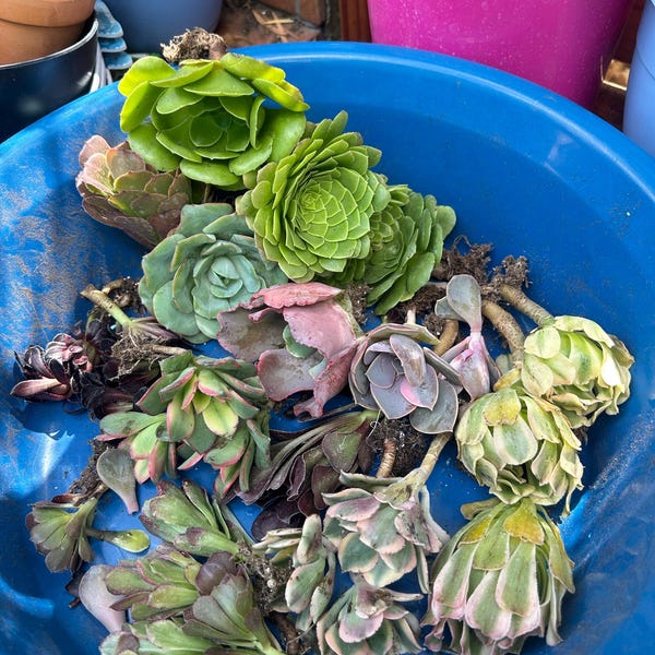 Succulent Mothers Day Gift Box Custom Personalized Card 8 Live ...