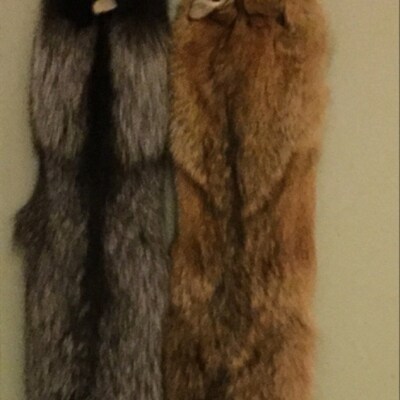Tanned Fur Ermine Hides Pelts Skins Winter Long Tail Weasels 10 18 ALL ...
