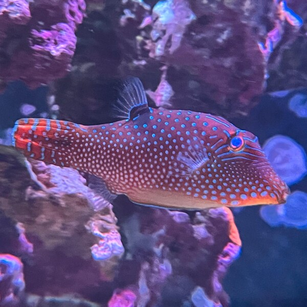 Customizable Head Tilt Horse Sticker Personal Decal Gift for Equestrian ...