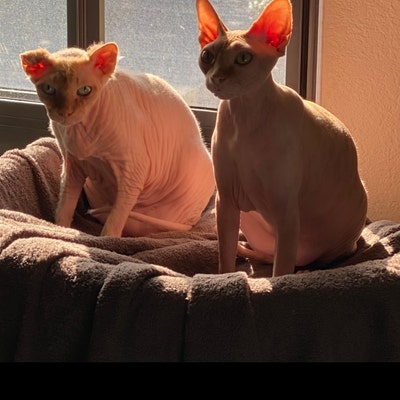 VET Tech's SURVIVAL KIT Funny Gag Gift Bags, Silly Prank Goody Bags ...