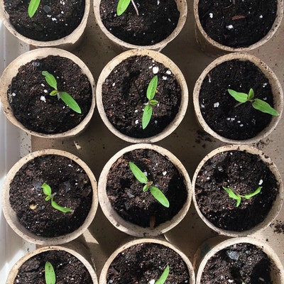 Tiny Tim Miniature Heirloom Tomato, 15 Seeds, Teeny Fruit, Patio Plant ...