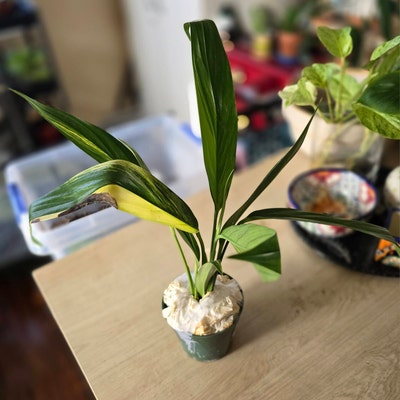 Philodendron Gabby - Etsy