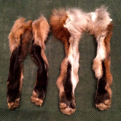 Set of 4 Red Fox Paws With Legskins Tanned 7-10 598 - Etsy