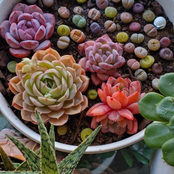 Mix Rare Live Succulent Plants Advanced Level Blind Box, 2-3.5" Random ...