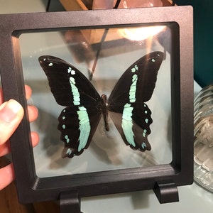 Papilio Bromius ONE Real Butterfly Blue Africa - Etsy