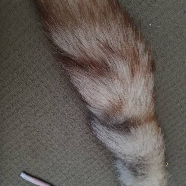 XL Smokey Red Fox Tail (XL and Regular Size), Real Fox Tail, Tails for ...