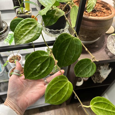 4 Spider Man Monstera Amydrium Medium Silver - Etsy