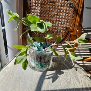 Tonkin Cane Tea Stick Bamboo Pseudosasa Amabilis Fish Pole Root RHIZOME ...