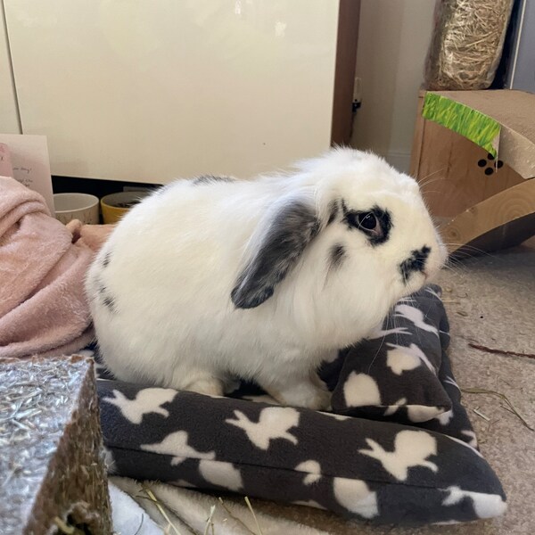 Snuggle Buffer Bed With Heat Pad Insert Bunny Rabbit Padded Blanket Pet Bedding With Buffers ...