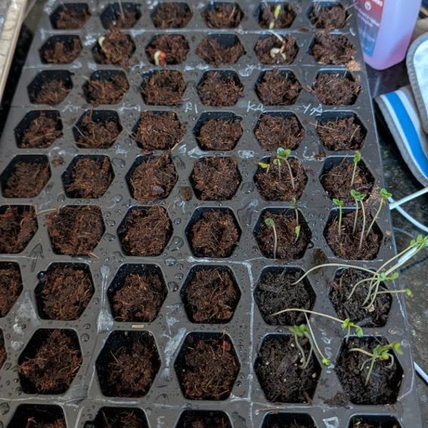 Purple Climbing Rose Seeds - Perennial - Authentic Seeds - Flowers ...