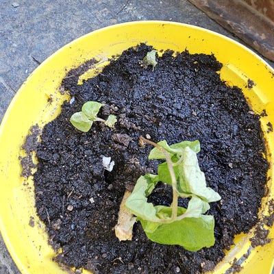 WICCA FIRST GRADE Necklace First Degree Pentagram Pendant Solid ...