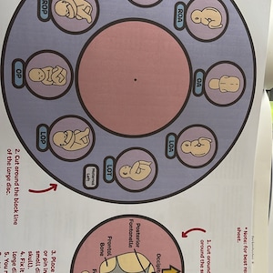 Placenta Educational Poster Study Bundle - Etsy