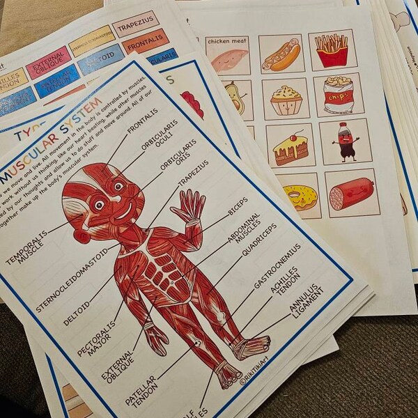Muscular System Learning Bundle Human Anatomy Activity About Me Toddler ...