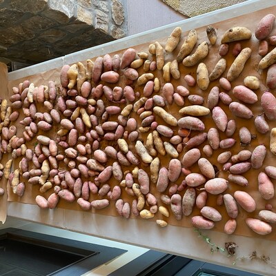 LORIENT SHALLOT Sets Non-gmo Bulbs, Garden Seed Shallots Traditional ...