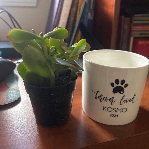 Personalized DNP Graduation Gift - 3" White Ceramic Pot W/ Live Plant - DNP Gift Doctor of ...