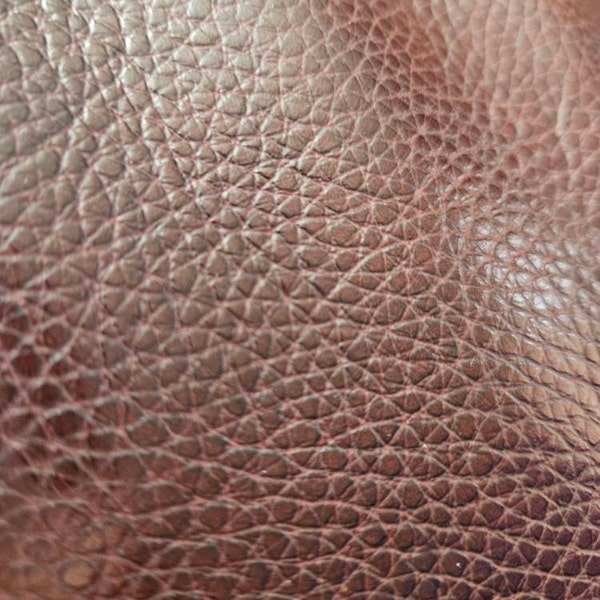 Rare Giant Indian Corn Seeds X50! Easy to Grow! Colorful Massive Ears ...