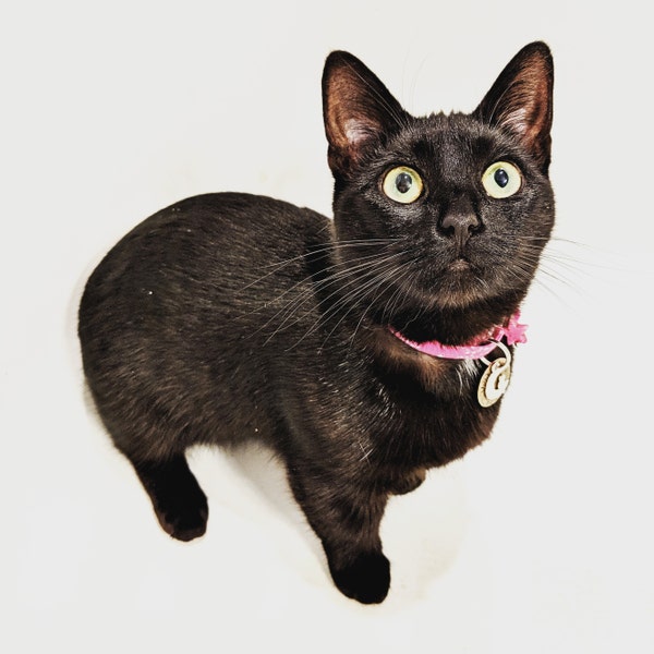Star Cat Collar - White Stars on Pink - Small Cat / Kitten Size or ...