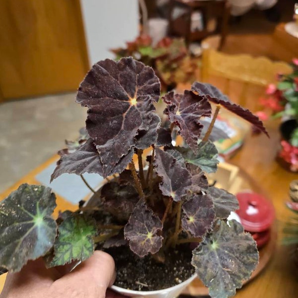 Begonia River Nile 4pot ALL PLANTS Require You to Purchase 2 Plants - Etsy