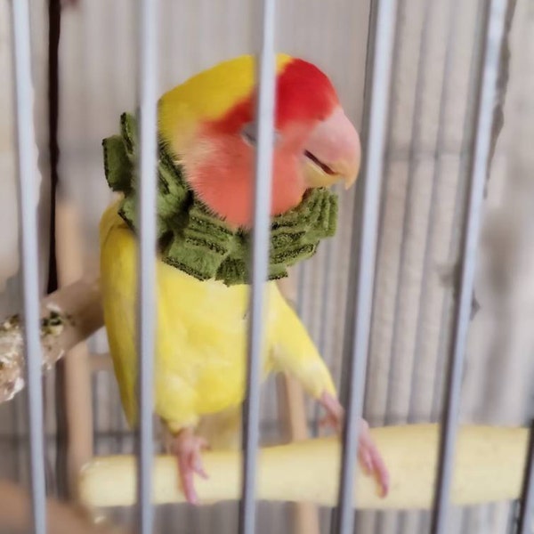 Vest E-collar Jacket for African Grey Parrots That Pluck & Pick ...