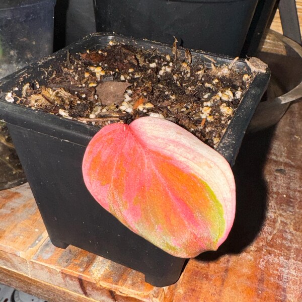 RARE Monstera Obliqua Peru Plant in a Nursery Pot SAME Pot as Images US ...