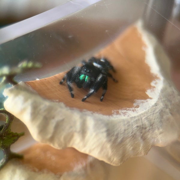 3D Printed Magnetic Spider Platforms Set of 3, Terrarium Platforms - Etsy