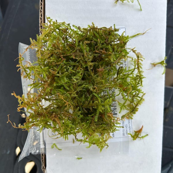 BUY 2 GET 1 FREE Cholla Wood Sticks Cholla Drift Wood Beautiful ...