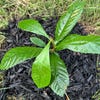 Pheasant Wood, Kassod senna Siamea Rare Hardwood Tree Live Plant - Etsy