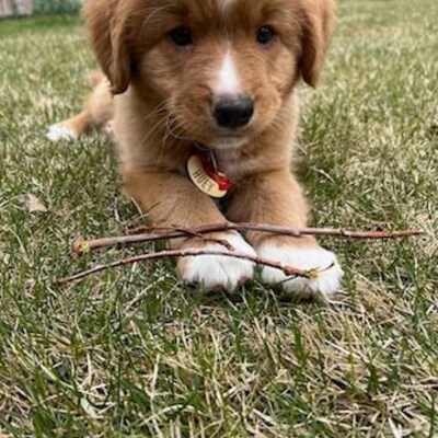 Custom Pet Tag for Dogs and Cats Personalized Weiner Hot Dog Tag Pet ID ...