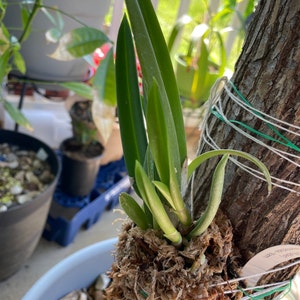 Bc. Yellow Bird B. Nodosa X Bc. Richard Mueller EASY GROWER BLOOMING ...