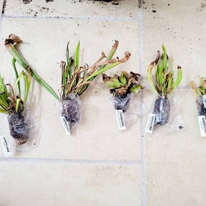 Auntie Lilli's™ South Sea Salad Bele Tree Abelmoschus - Etsy