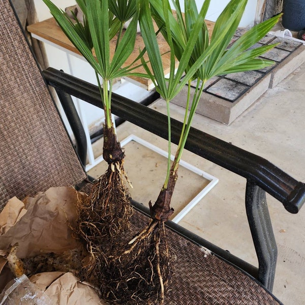 10 to 12 Sabal Minor Palm, Dwarf Palmetto - Etsy