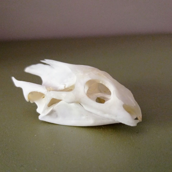 Exquisite Real Soft Shelled Turtle Skull Bone Specimen After Cleaned ...