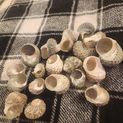 Nessastores Mexican Deep Sea Shell Beach Craft Scallop 2 1/2 3 20 PCS ...