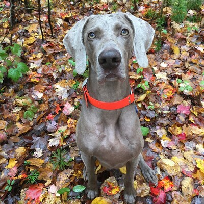 AKC Scent Work Training Kit - Etsy