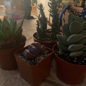 Crassula Ivory Tower Succulent Plant - Etsy