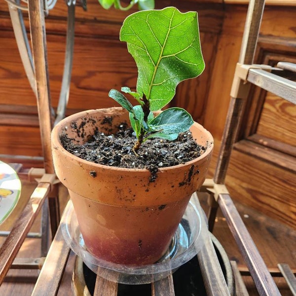 Live Fiddle Leaf Fig (ficus Lyrata) Bare Root Plant, 4-6 Inches Indoor ...