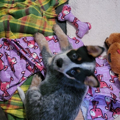 Flannel Fabric Farm Animal Doodles by the Yard 100% - Etsy