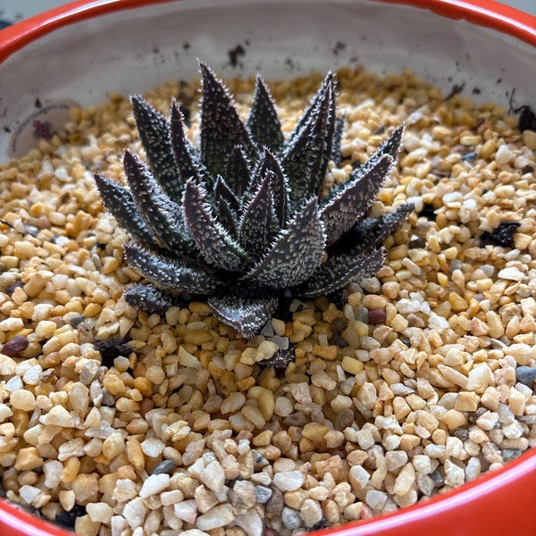 Echeveria Pink Diamond, Rare Succulent, Pink Lola Hybrid Succulent ...