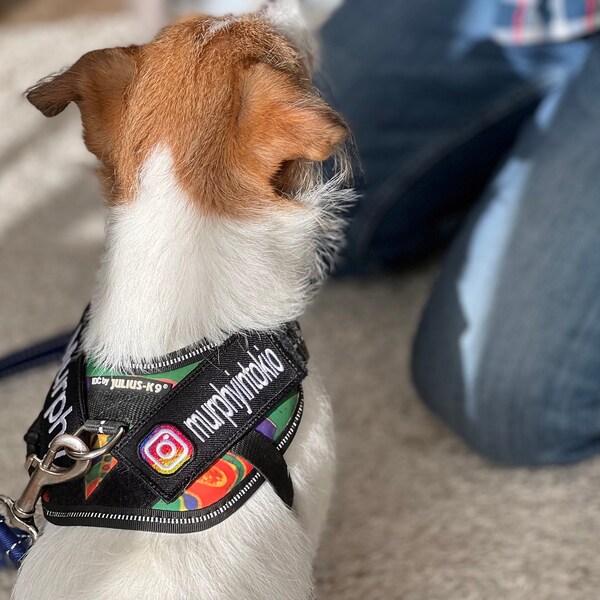 Custom / Personalized Harness Dog Patches - Set of 2 - - Etsy