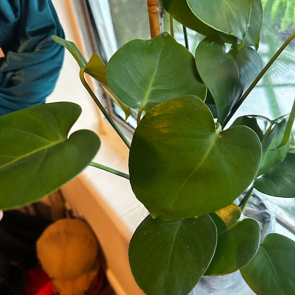 Monstera Deliciosa Tropical Split Leaf Plant | Live Indoor & Outdoor ...